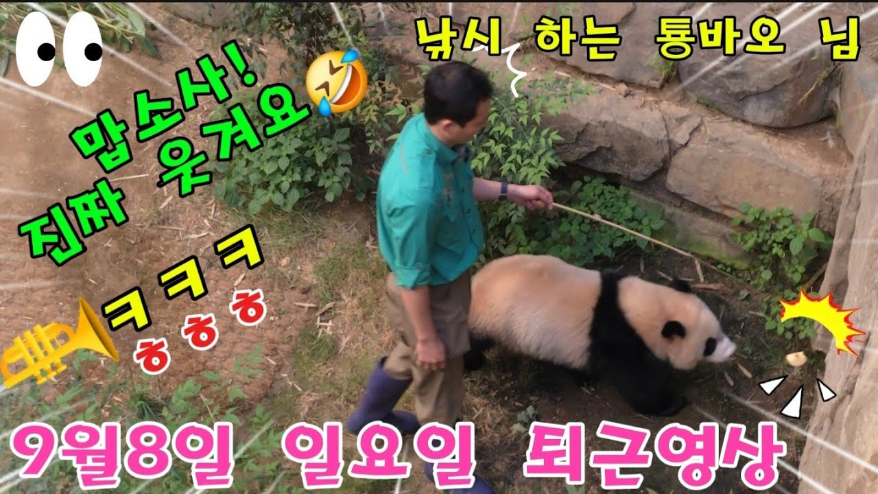 에버랜드 판다월드 2024년 9월 8일 일요일 퇴근영상 🤣오늘 송바오님 낚시퇴근 정말 재밌어요 ㅋㅋㅋ ㅋㅋ Youtube
