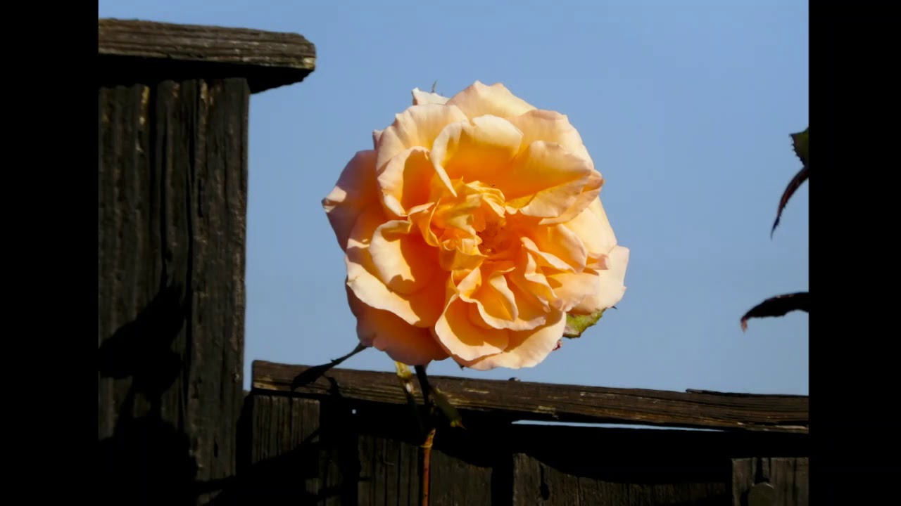 Oxclose Wood - YouTube