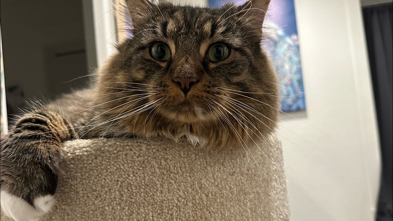 Cute cat Theo gets a treat and loves it - YouTube