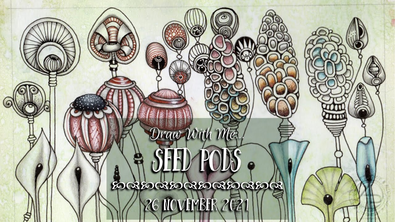 Draw With Me... Seed Pods | 27 November 2021 - YouTube