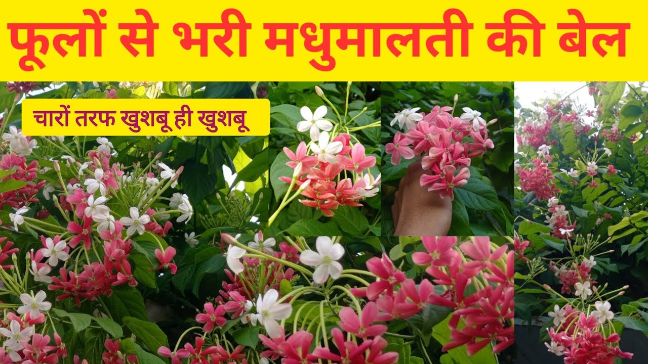 इस खाद के प्रयोग से मधुमालती के आएंगे ढेर सारे फूल घर खुशबू से भरा ...