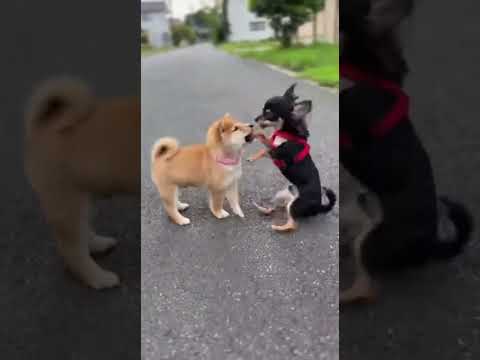 Just a little tease and the whole world is upsetting 🐶