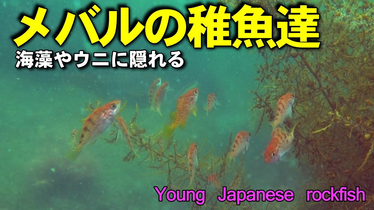メバルの稚魚 】海藻やウニに隠れる子供達 Sebastes inermis - YouTube