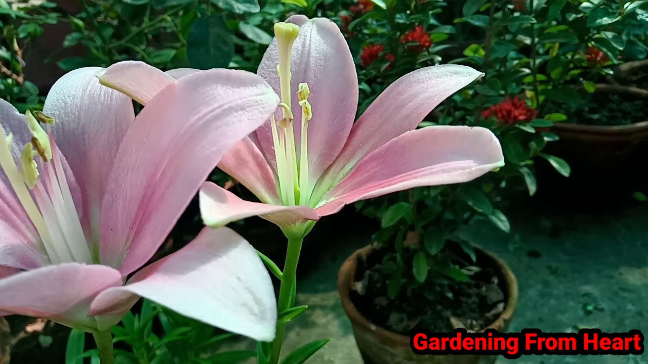 SIMPLE LILIUM PLANT CARING TIPS 🌷 - YouTube