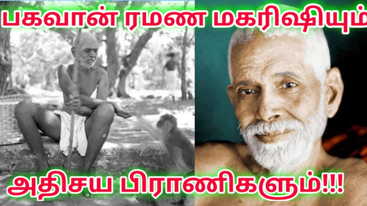 ரமண மகரிஷி ஆசிரம பிராணிகளுக்கு நிகழ்த்திய அதிசயங்கள்| RAMANA MAHARISHI ...
