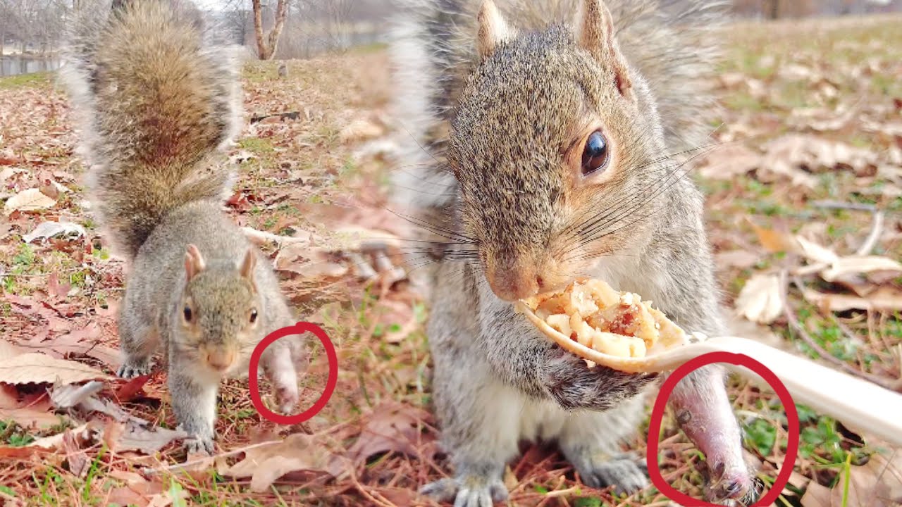 Unexpected Reunion: The Squirrel I Knew Becomes an Injured Patient - YouTube