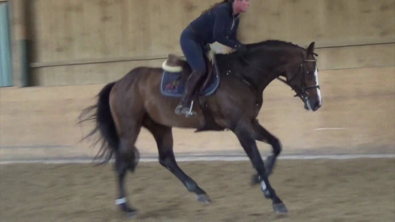 2010 Cassini x Cornet Obelensky Stallion SOLD - YouTube