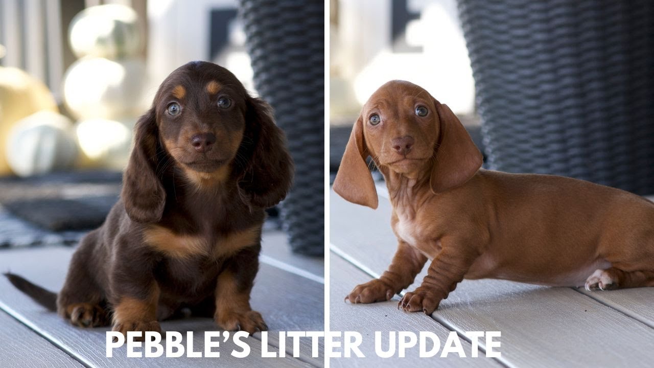 Opal and Poppy Our Available Dapple Dachshund Puppies | Pebble's Litter ...