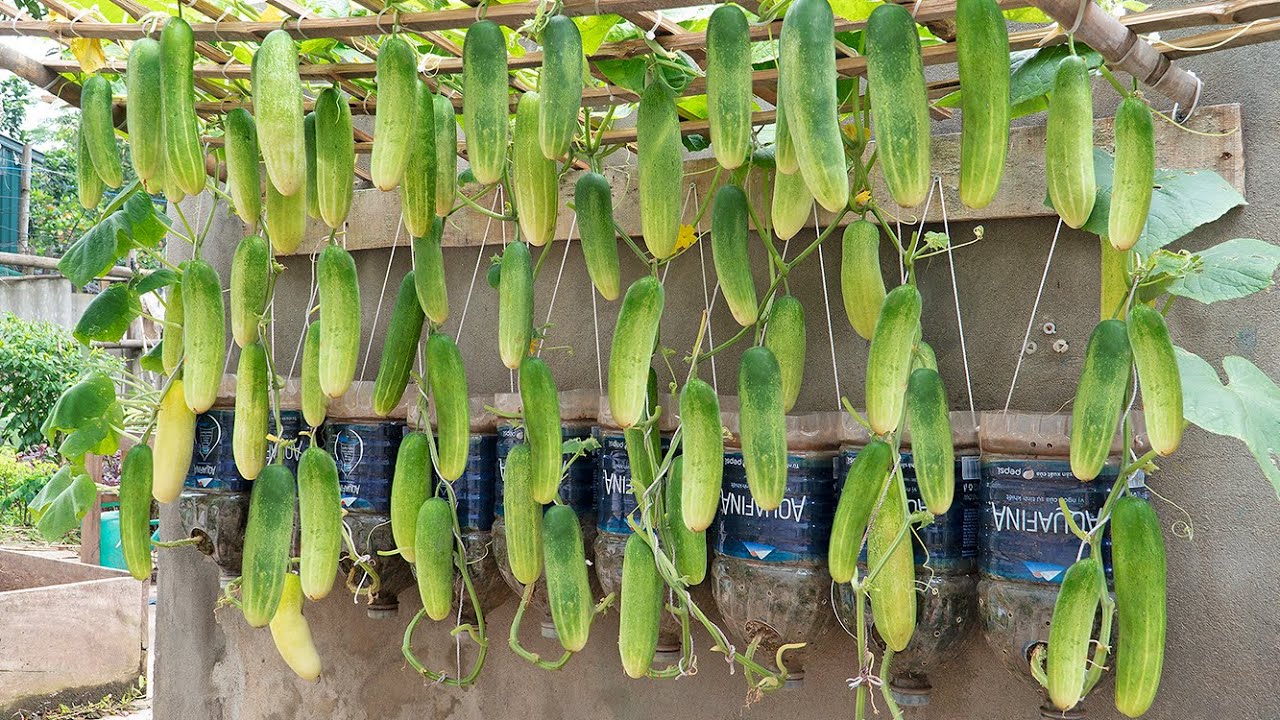 How to grow wall-mounted cucumbers for families without gardens, using ...