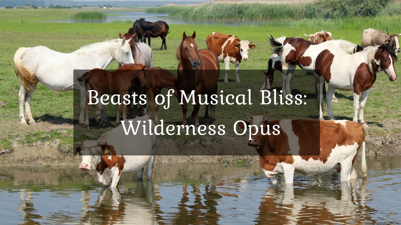 Beasts of Musical Bliss: Wilderness Opus • 4k Video UltraHD - YouTube