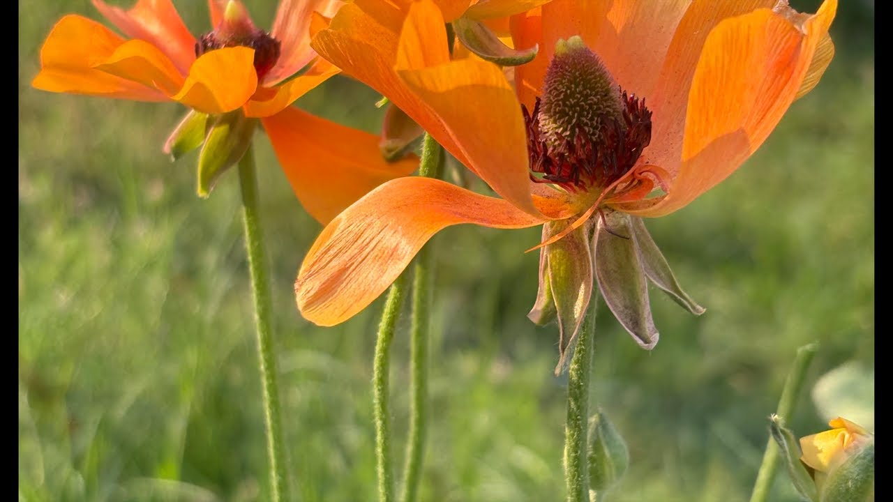 Bageecha pyaar wala beautiful flowering plants || beautiful vegetable ...
