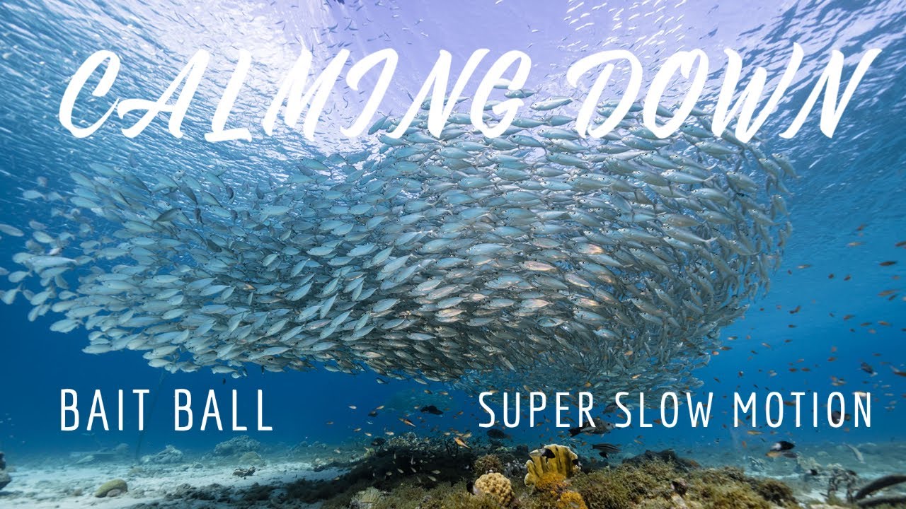 Calming Down | Bait Ball - filmed in 4K 120 FPS - schooling fish in ...