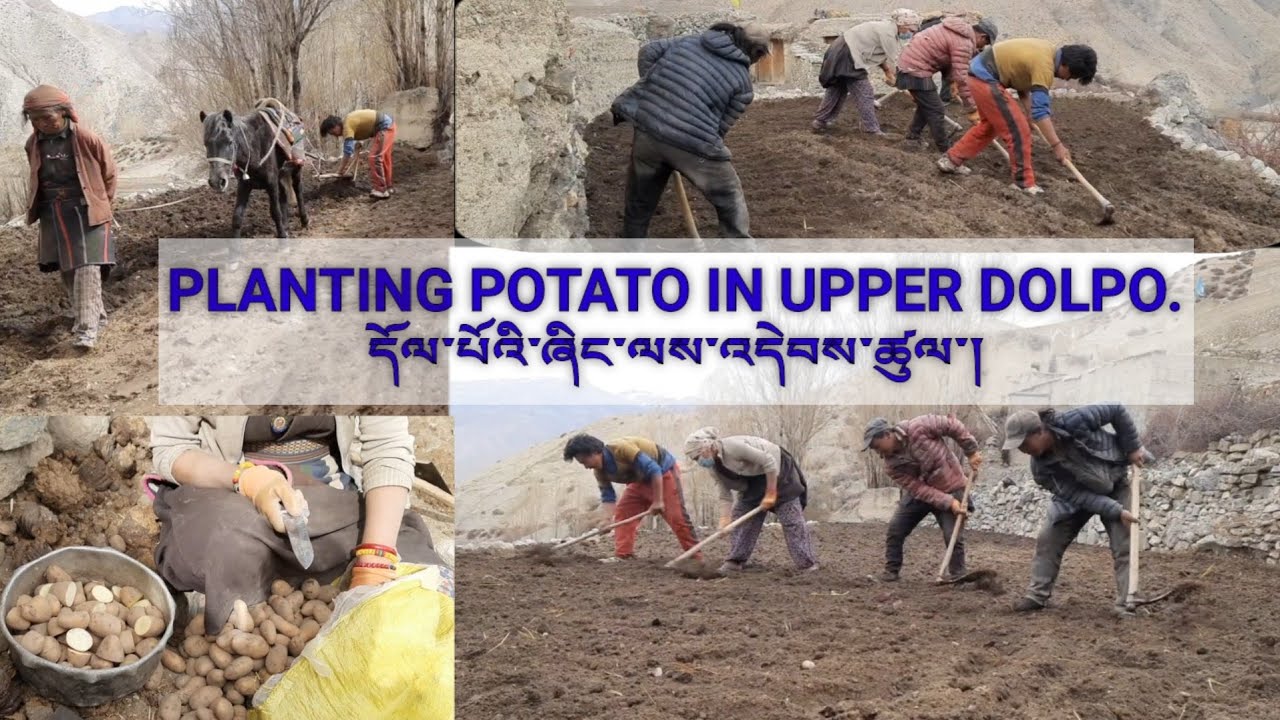 THE SCERECT OF PLANTING HIMLAYAN POTATO IN UPPER DOLPO. - YouTube