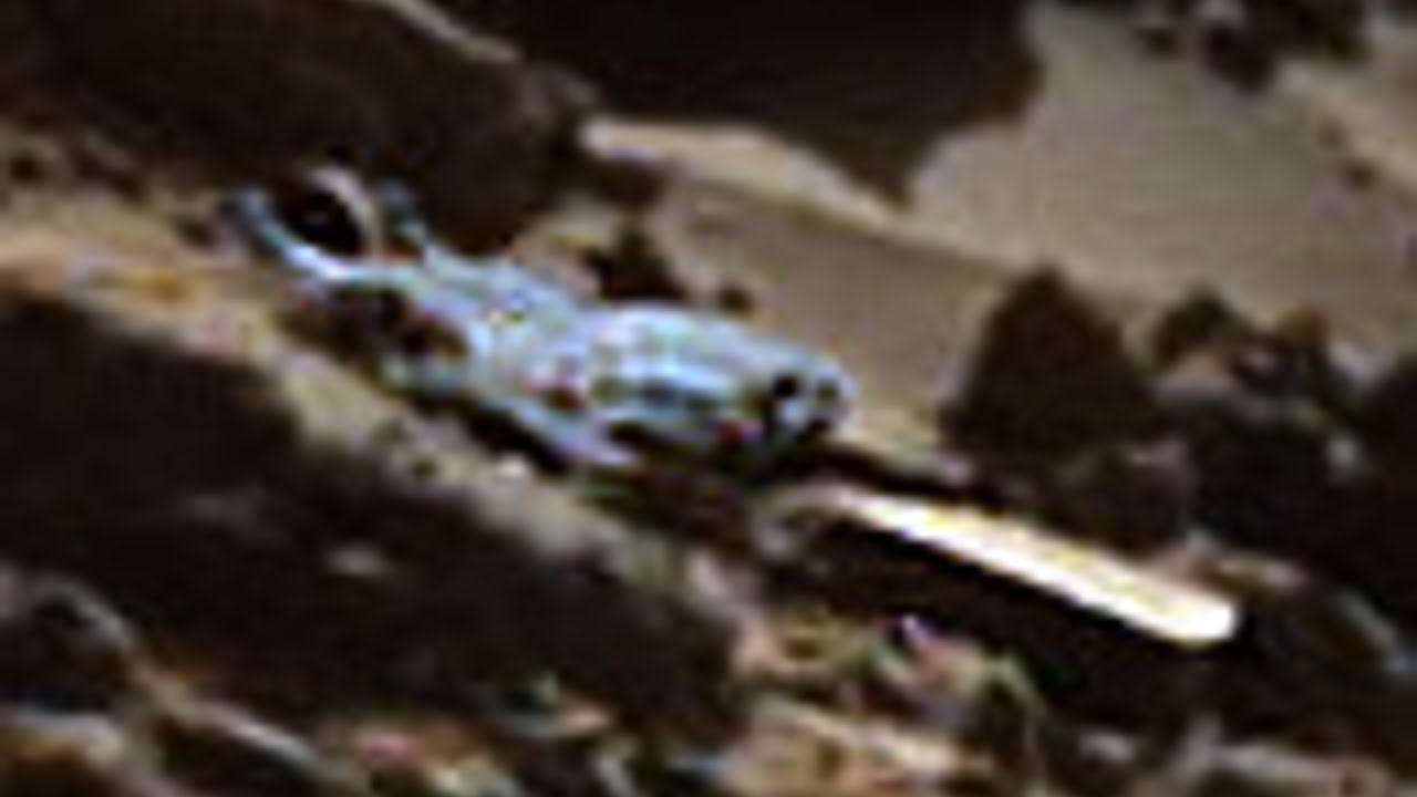 Fourth Dimension Life Forms on The Planet Mars? - YouTube