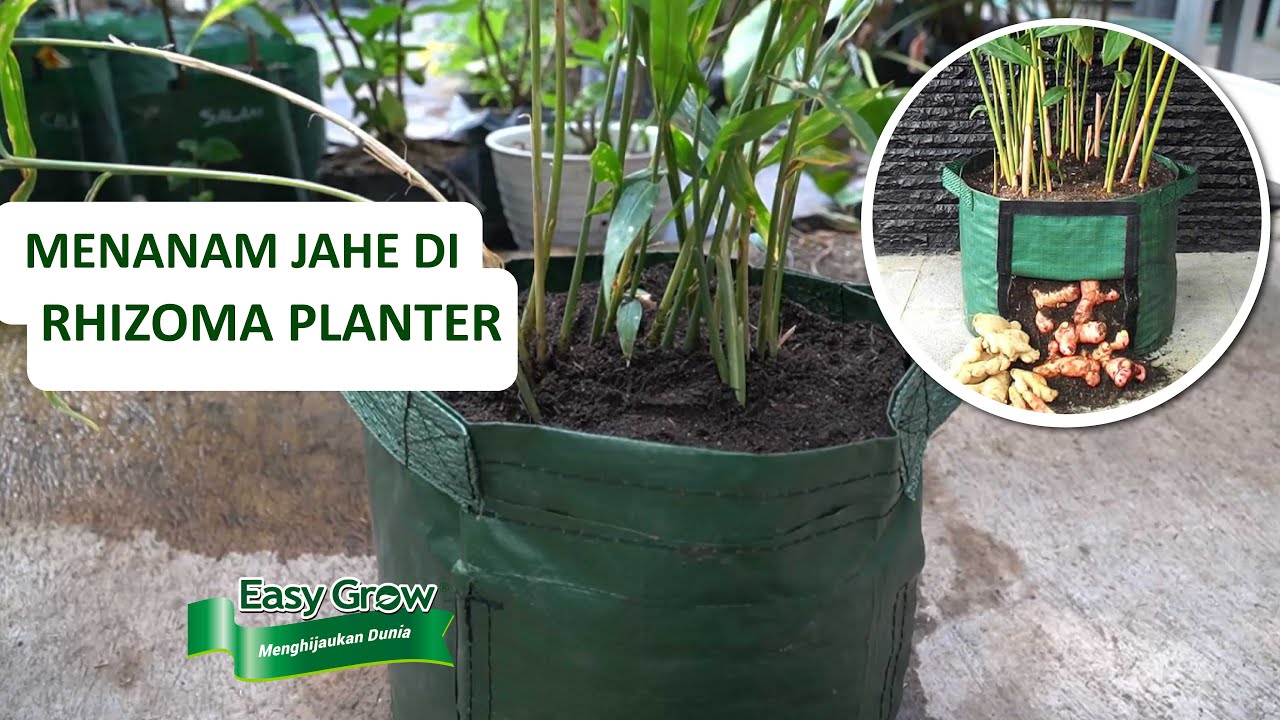 Menanam Tanaman Rimpang Jahe di Rhizoma Planter Bag Easy Grow. Mudah ...