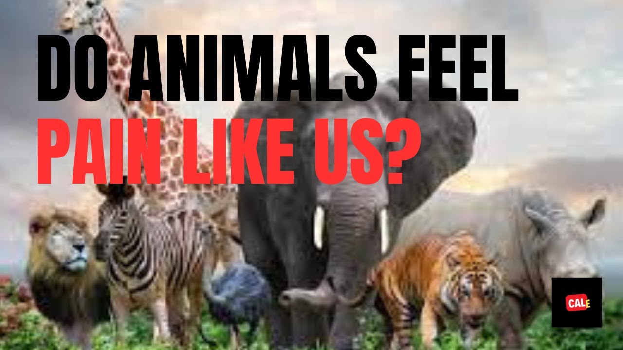 Do Animals Feel Pain Like Us? - YouTube