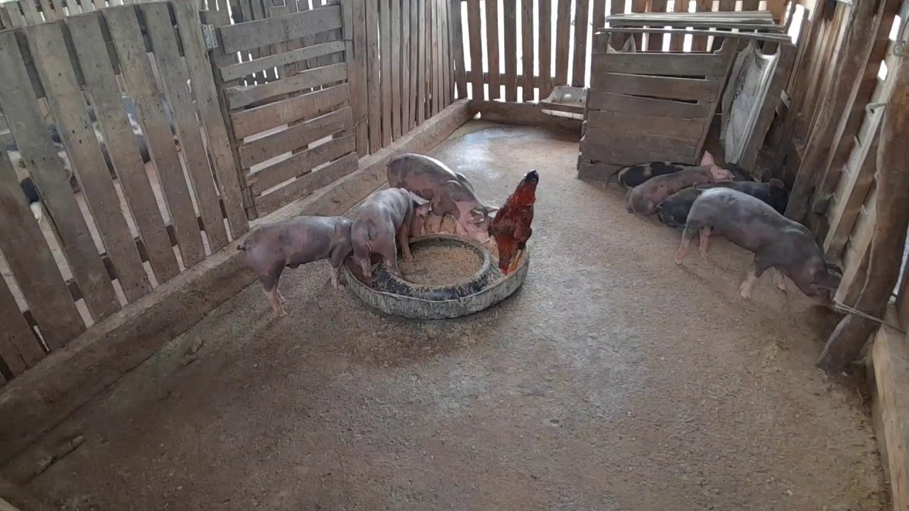 melhor idade para castrar porcos - YouTube