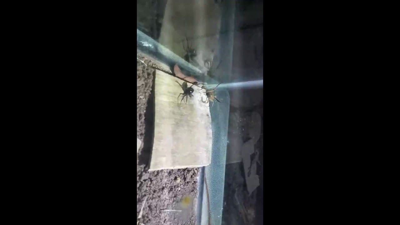 Delaware Spiders: A Homeowner's Identification Guide