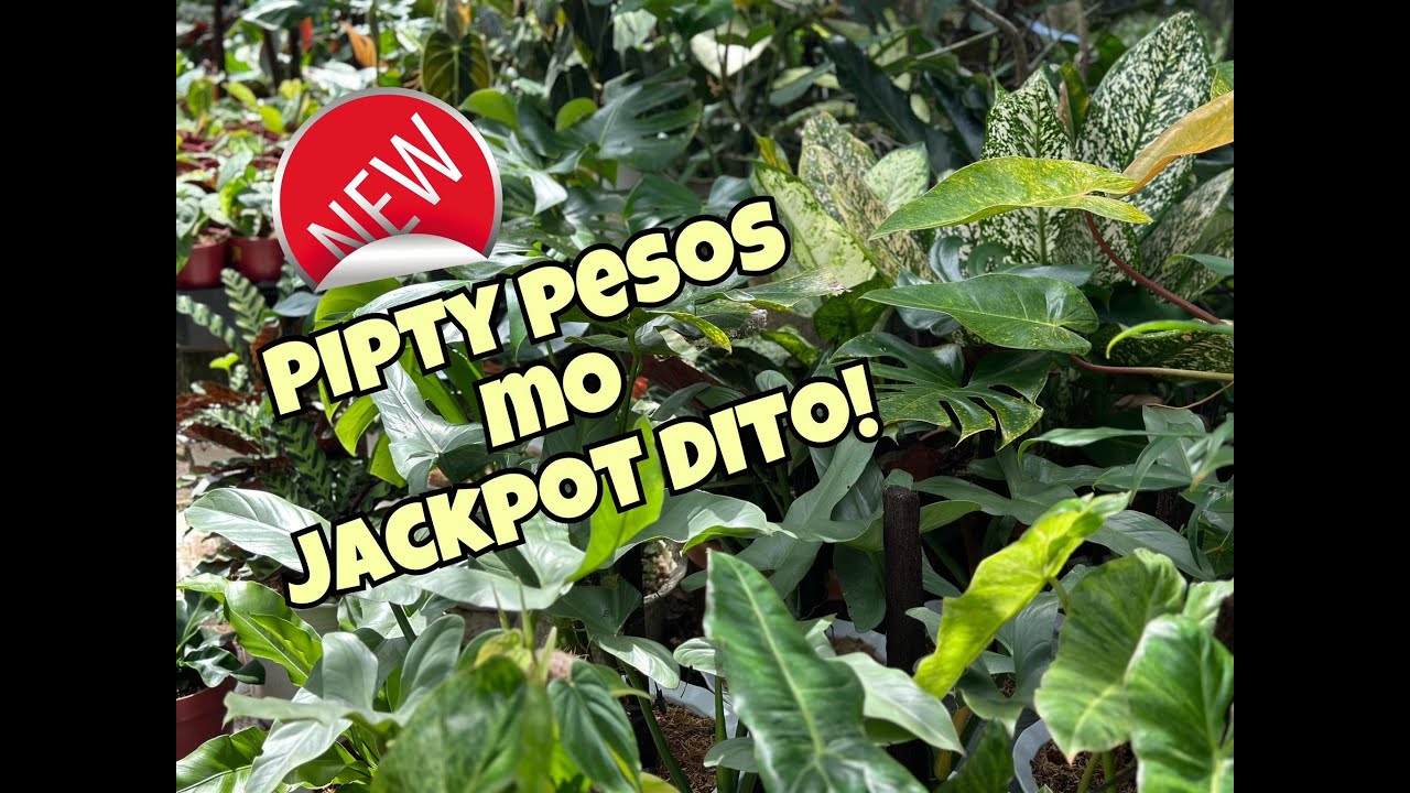 PIPTY PESOS MO JACKPOT DITO!!! - YouTube