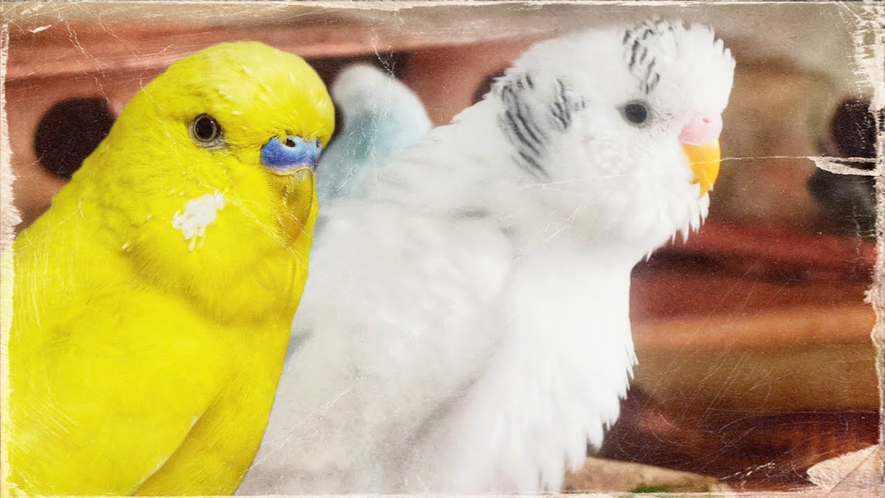 charming budgies 🌈 🥰💙 #colorfulbudgies #budgies #budgie #parakeets # ...