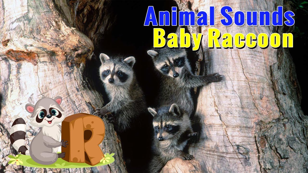 Cute Baby Raccoon Sounds | Animal Sounds - YouTube