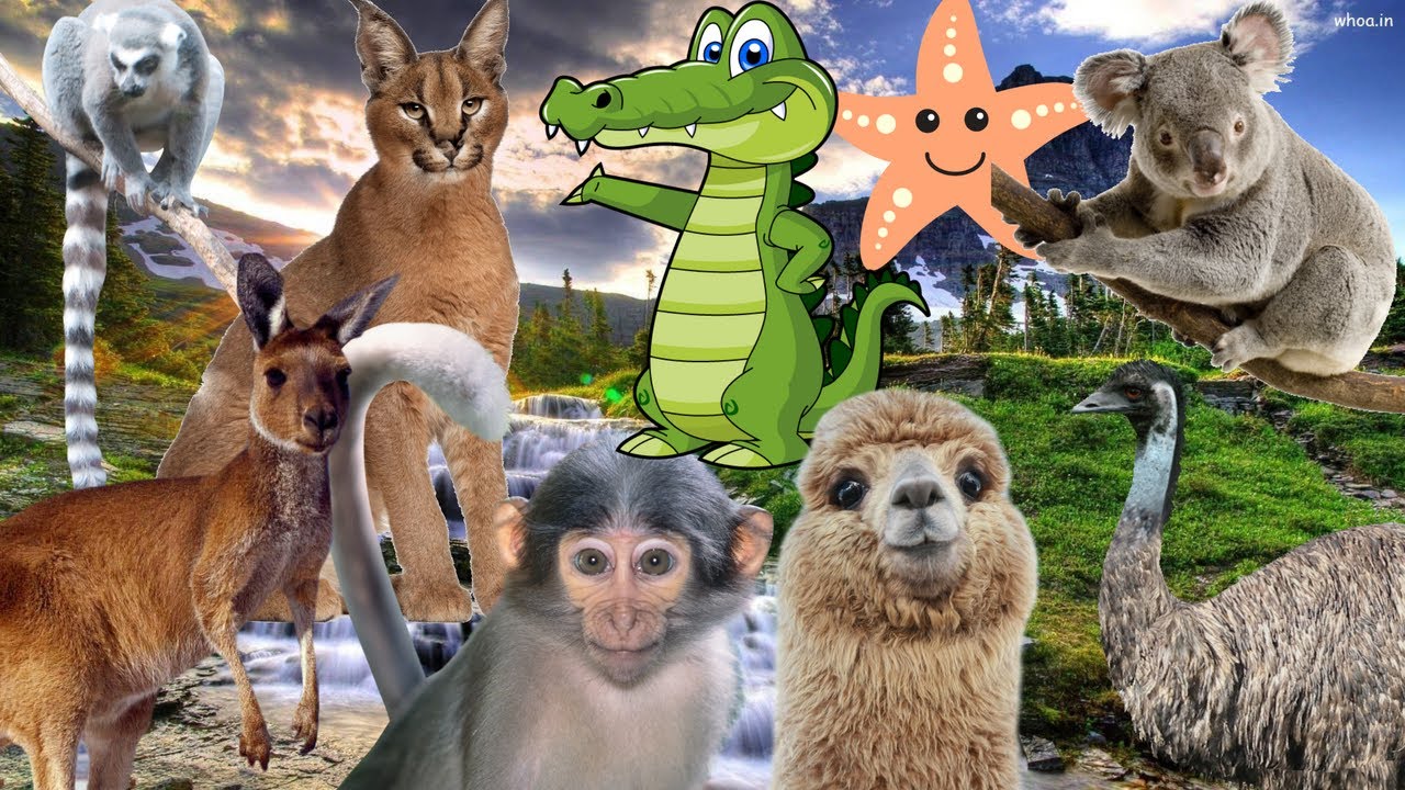 100 Animal Sounds- cow, chicken, duck, monkey, dog, pig, sheep, goat ...