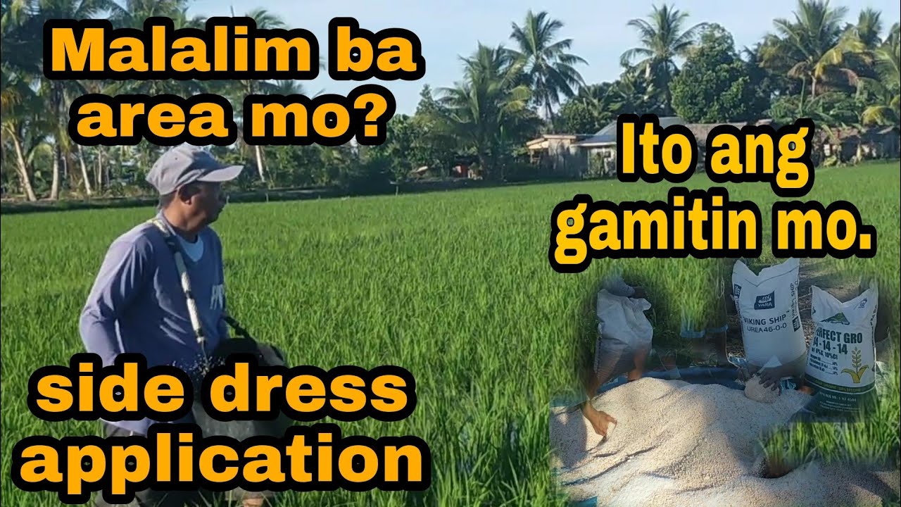 Ano ang mabisang pataba /fertilizer para sa malalim na lupa? (side ...