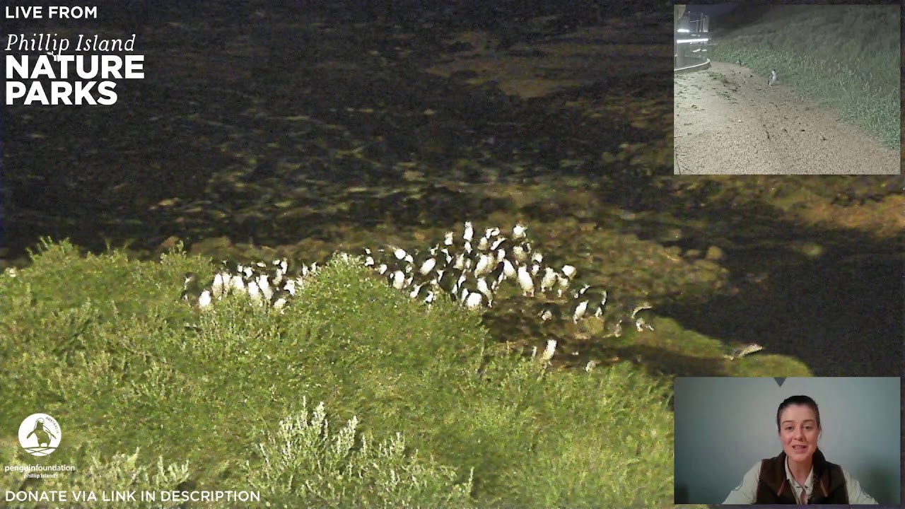 Live Penguin TV - Monday 12th October - YouTube