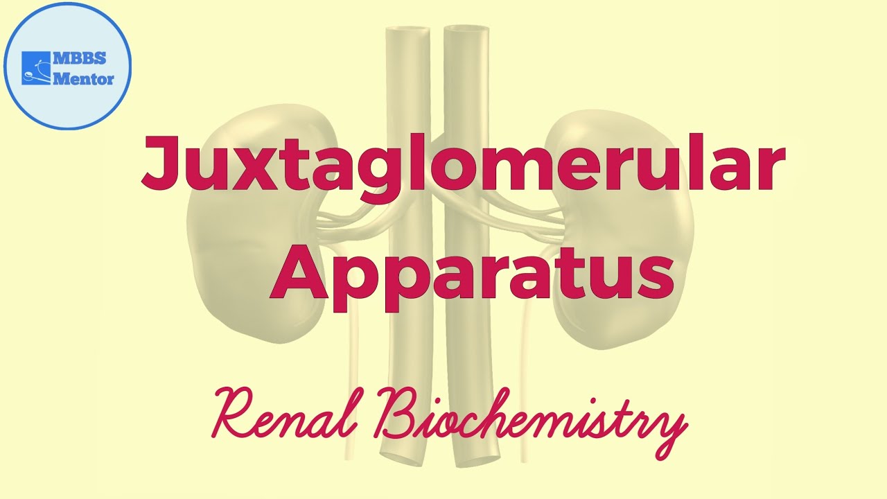Juxta Glomerual Apparatus / JG Cells : Complete Explanation || Renal ...
