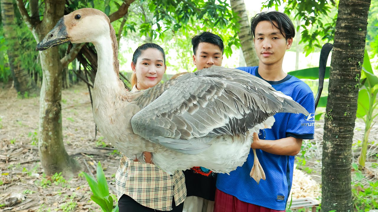 Goose for a Table | Catch Goose and Cook with everything in my house ...