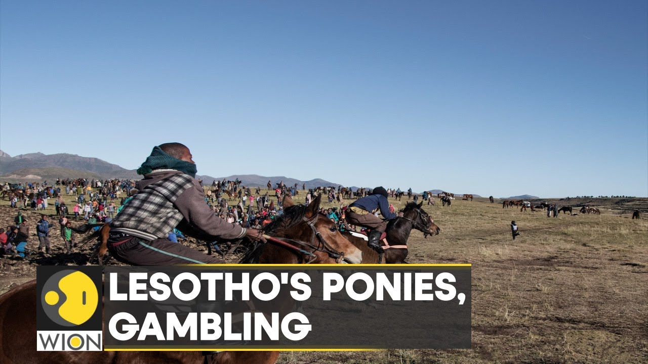 Africa's Lesotho's ponies and gambling: A century-old tradition ...