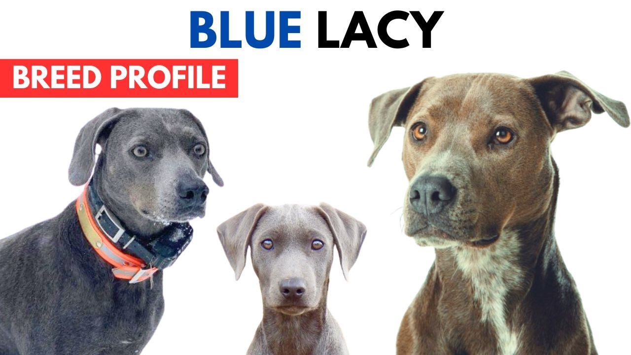 Blue Lacy Breed Profile History - Price - Traits - Blue Lacy Grooming ...