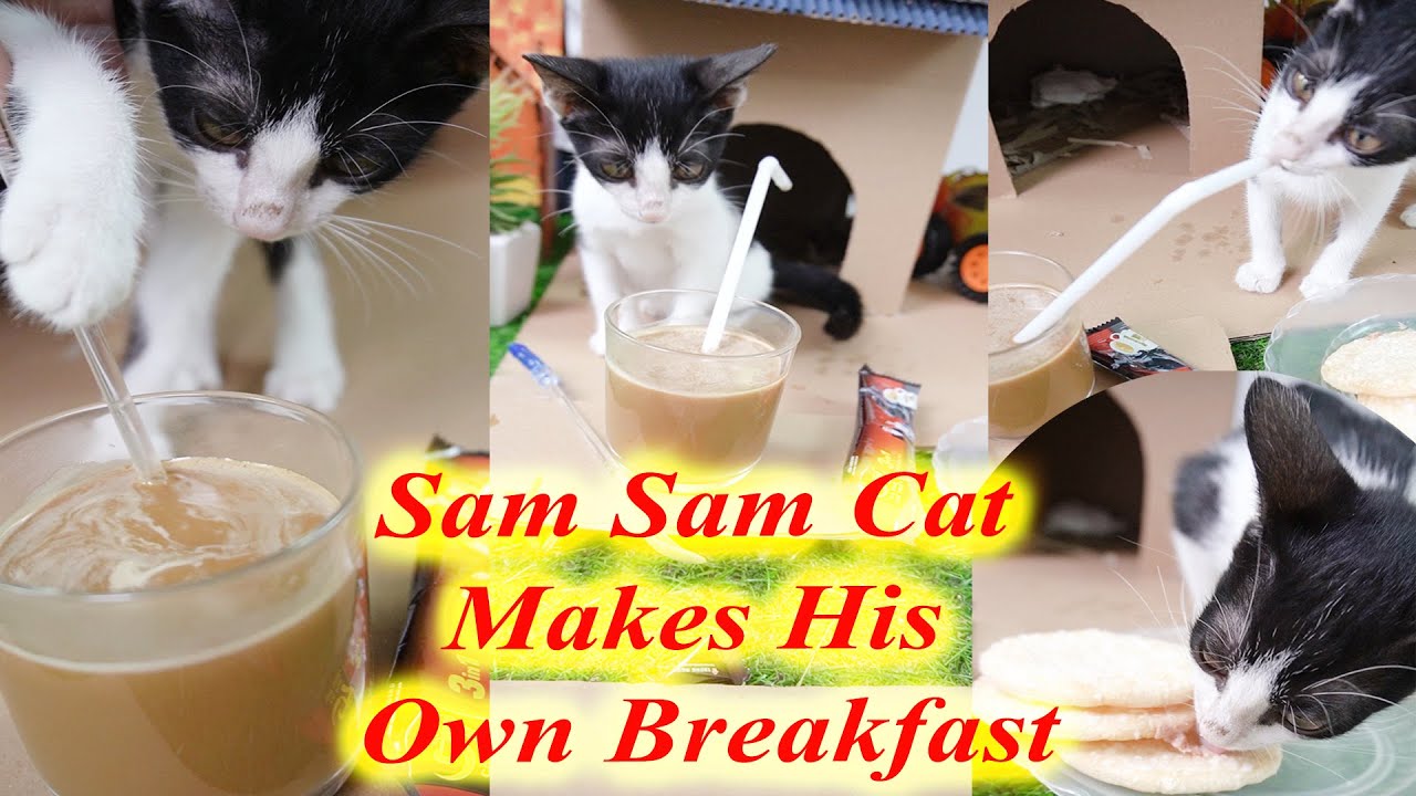 Sam Sam Cat Makes His Own Breakfast | Happy Animals - YouTube