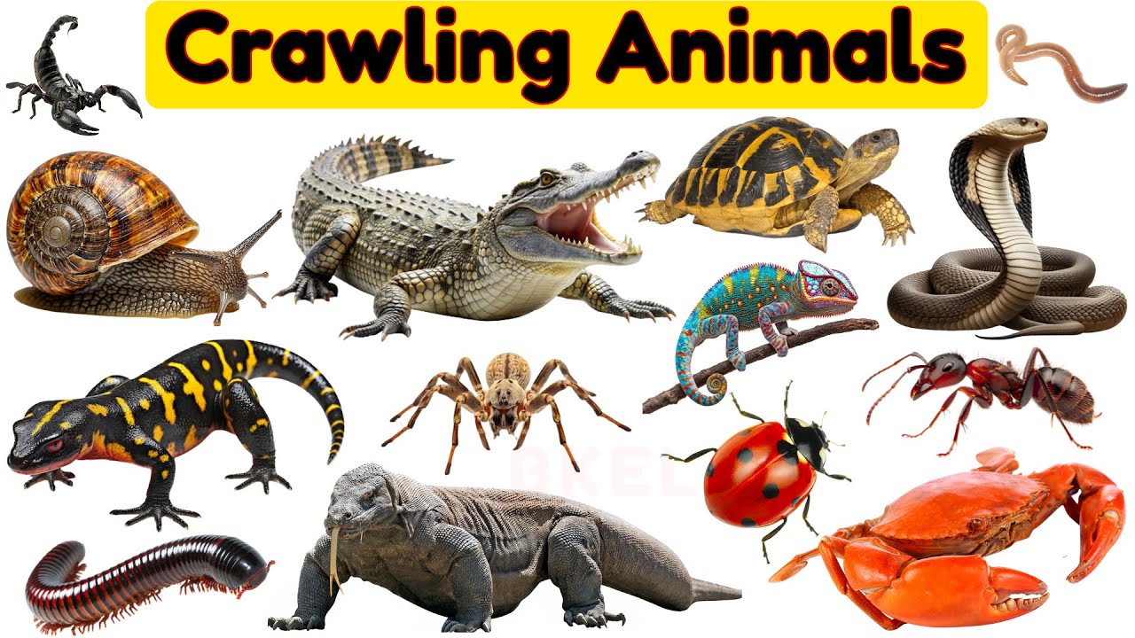 🐍 Crawling Animals & Reptiles for Kids | Learn Names & Sounds ...