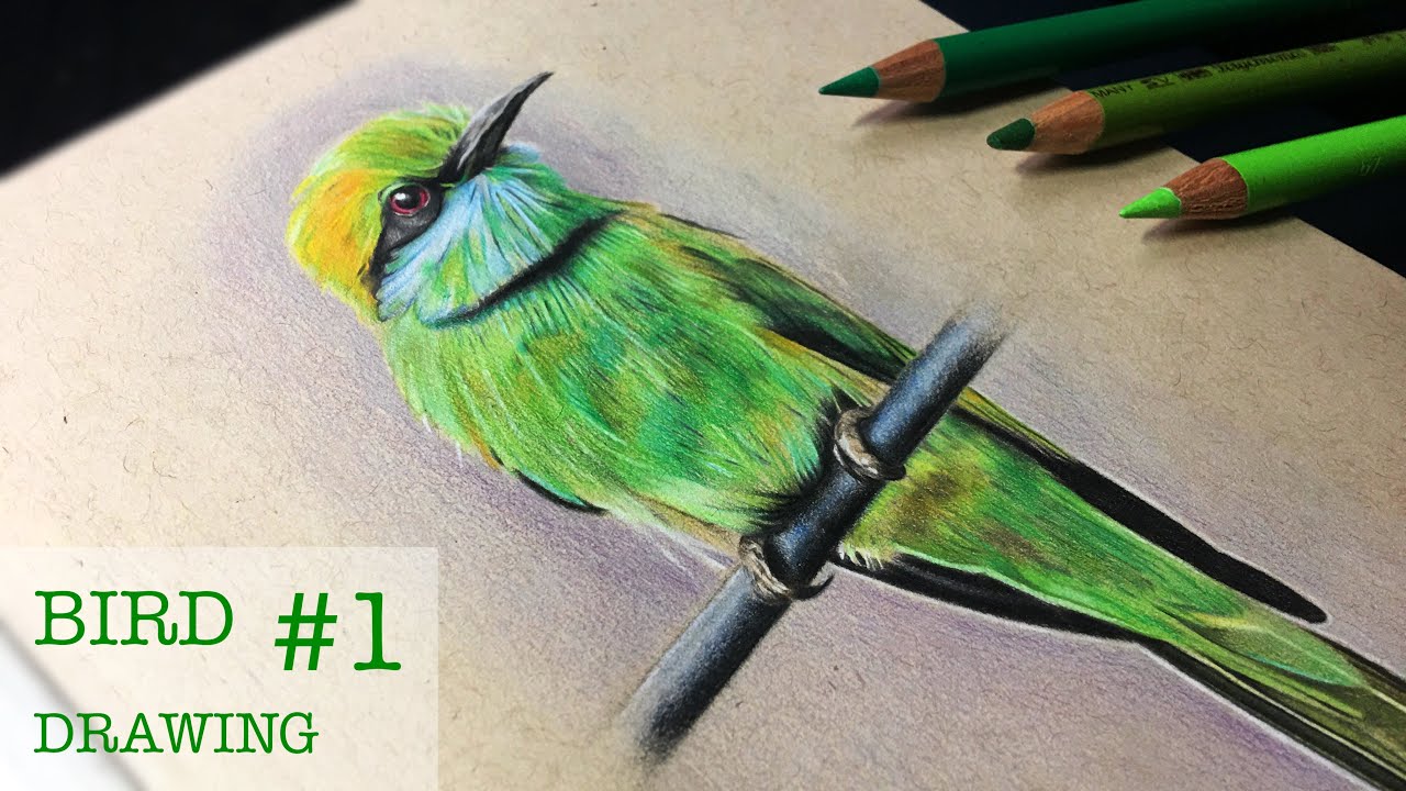 Realistic Bird drawing - Green Bee-eater - Time-lapse - YouTube