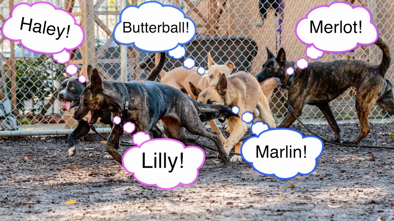Lilly Merlot Butterball Marlin Haley - YouTube