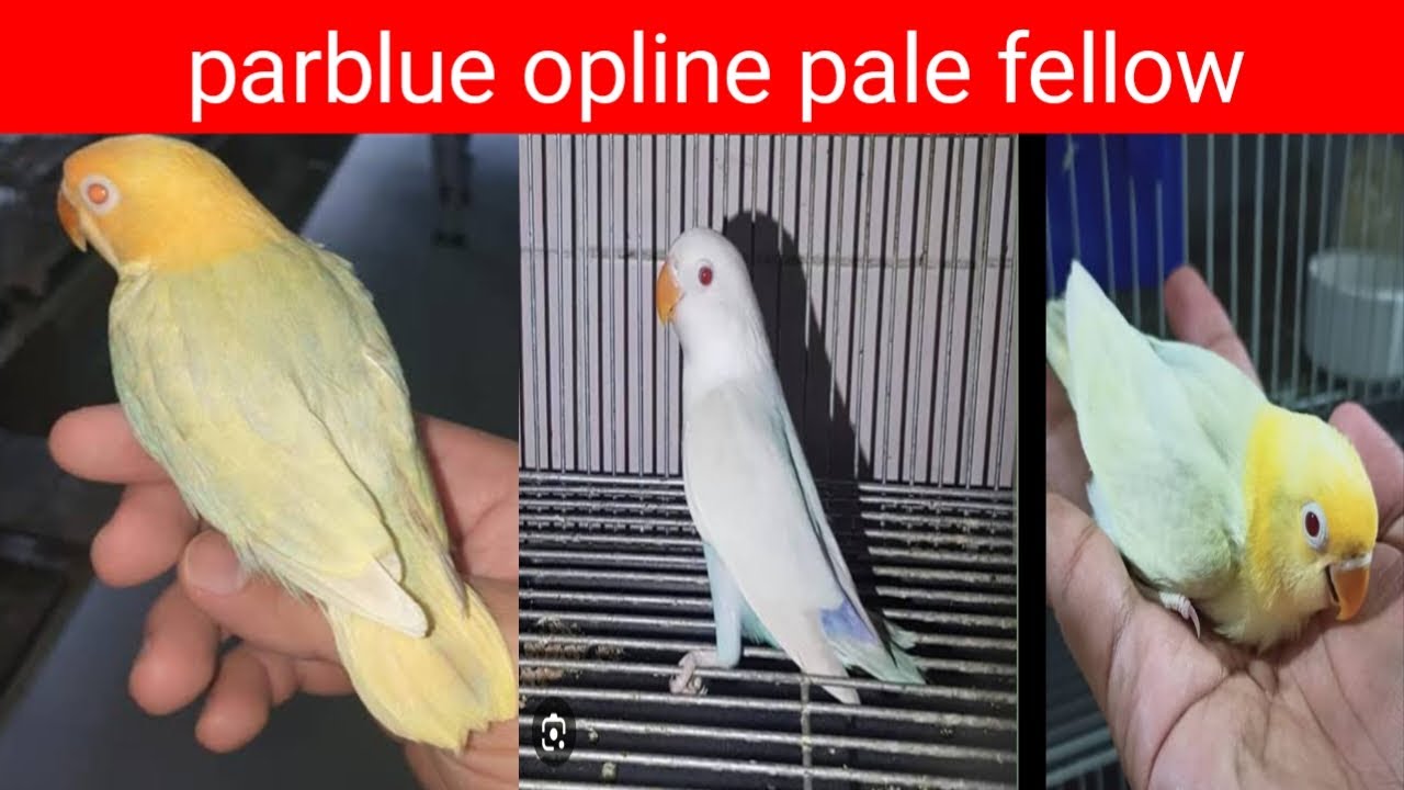 how to produce parblue pale fallow how to produce parblue opaline pale ...