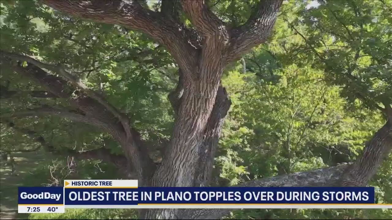 Oldest tree in North Texas falls during rain storm - YouTube