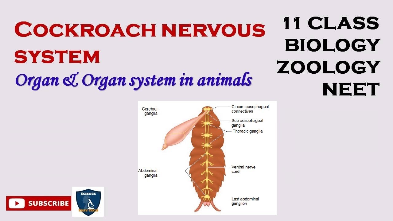 Cockroach Nervous System | Organ and Organ Systems in Animals I Zoology ...