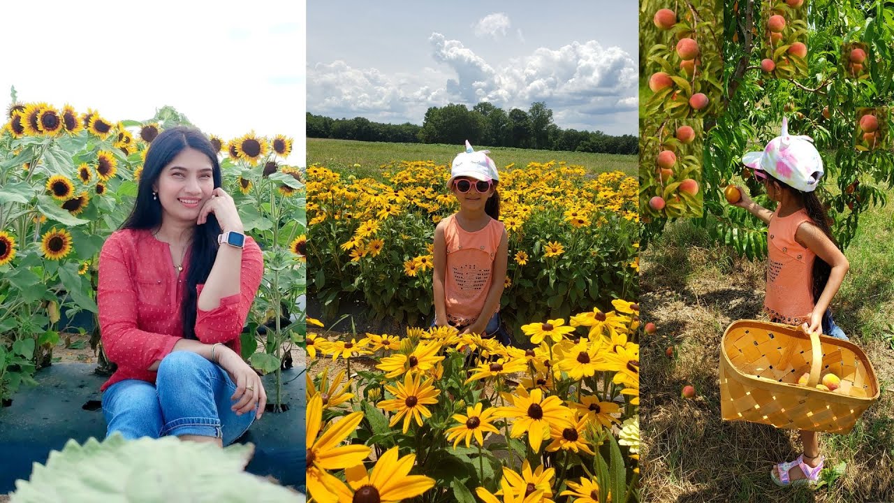 Visiting A Peach Farm | Sunflower Picking | Pick Your Own Peaches ...