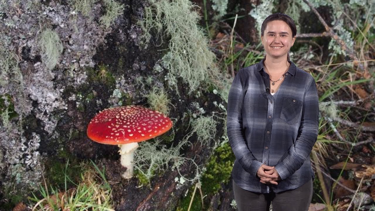 Anne Pringle (U. Wi.) 1: Introduction to Fungi - YouTube