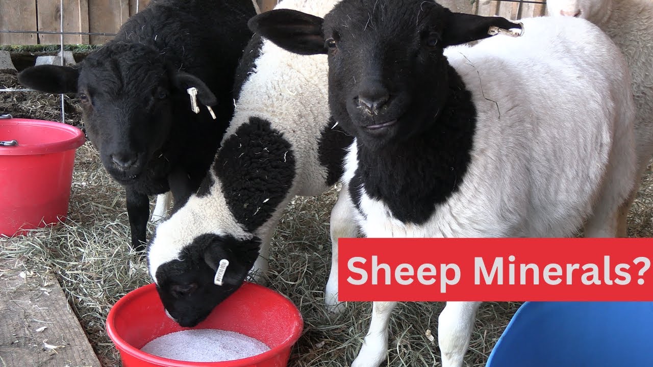 Minerals For Sheep + How Much Salt to Mix │ Spring 2024 Sheep Update ...