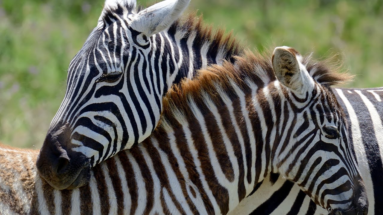 AMAZING SAFARI ANIMALS, FUN UPBEAT HAPPY MOOD BOOSTER MUSIC, STRESS ...
