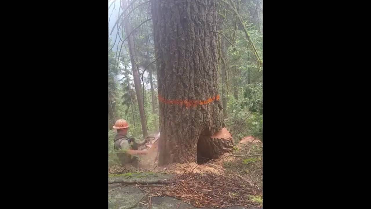 Tree Almost Falls on Man - YouTube