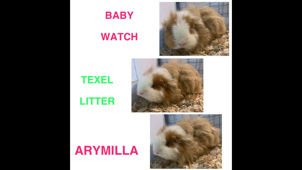 Texel Guinea Pig Babies - Baby Watch - Arymilla - YouTube