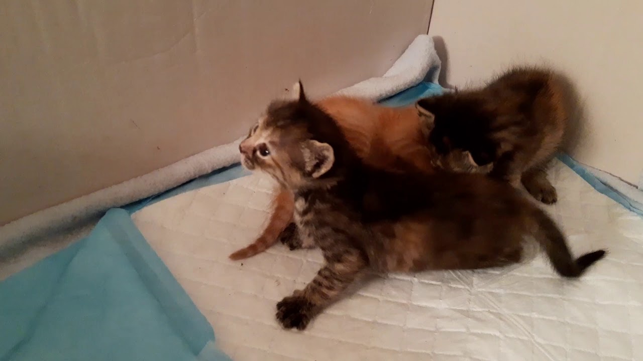 3-Week Old Kittens Begin to Play - YouTube