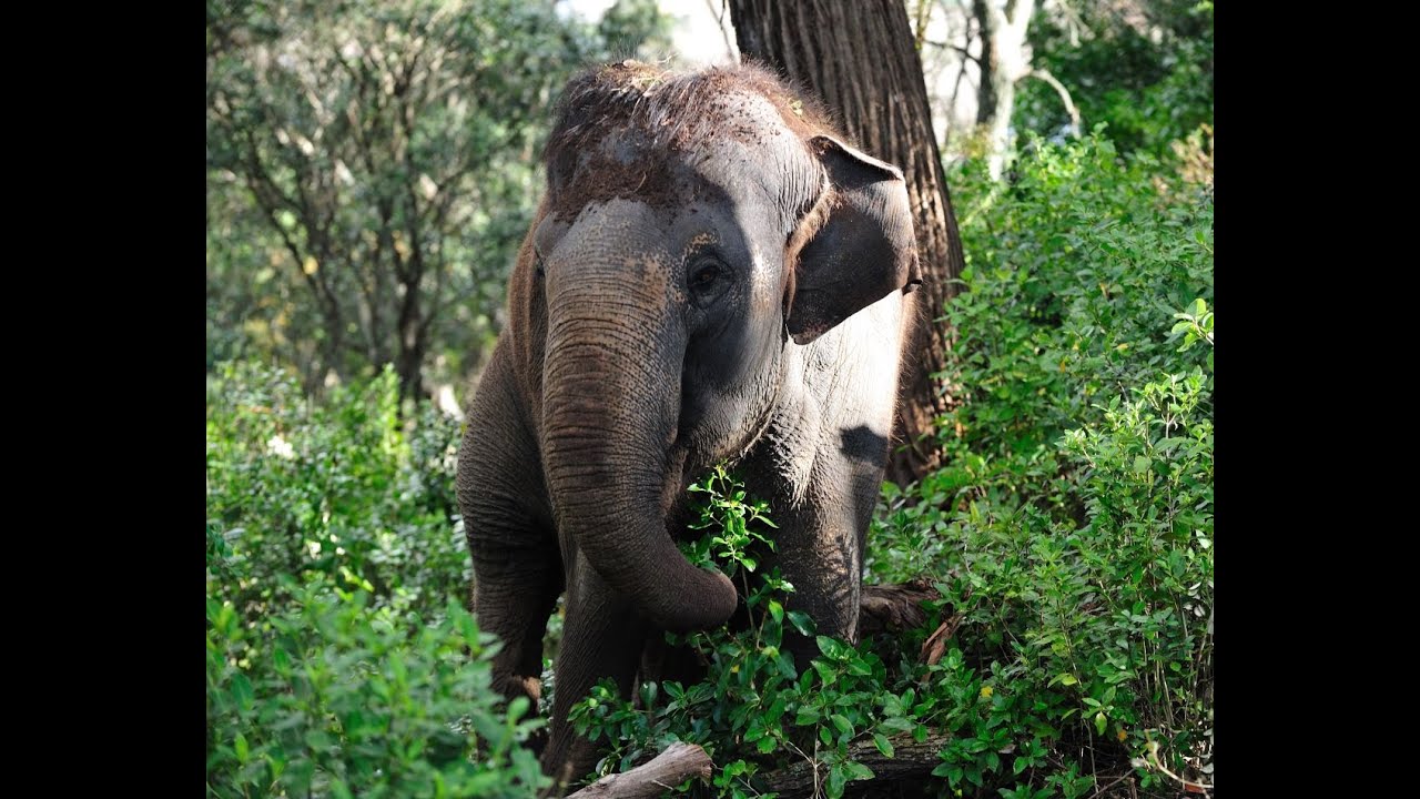 Asian elephant Burma at Auckland Zoo 1080p Original - YouTube