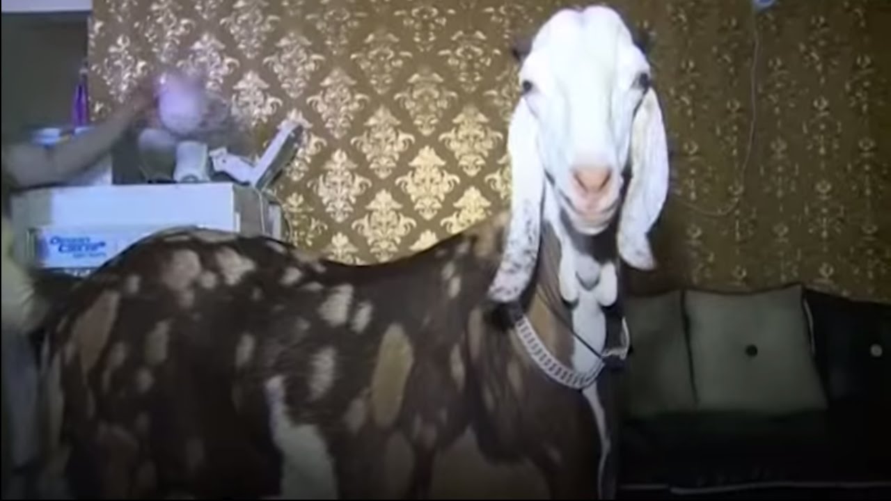 175 KG Goat 'Sultan' Worth Rs 1,60,000 - YouTube