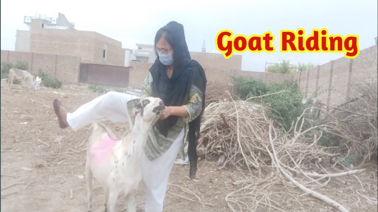 Pony Riding & Goat Riding ll Rj imrana official - YouTube