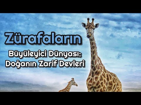 Zürafaların Büyüleyici Dünyası: Doğanın Zarif Devleri #zürafa #belgesel